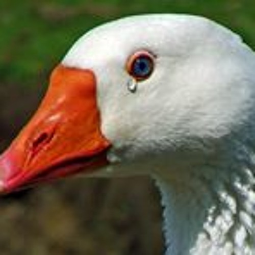 Stream Sad Goose music | Listen to songs, albums, playlists for free on ...