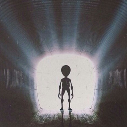 Stream Animales Navira music | Listen to songs, albums, playlists for ...