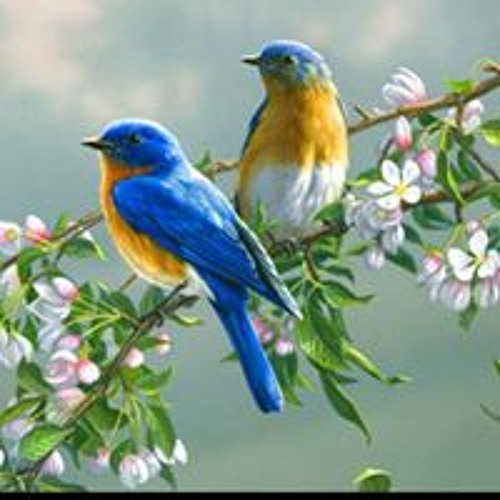 Stream Doaa Said Kamel music | Listen to songs, albums, playlists for ...