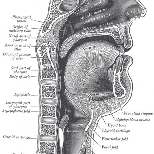 Stream La mort d'Ophélie_First full practice by Kimbrûlée | Listen ...