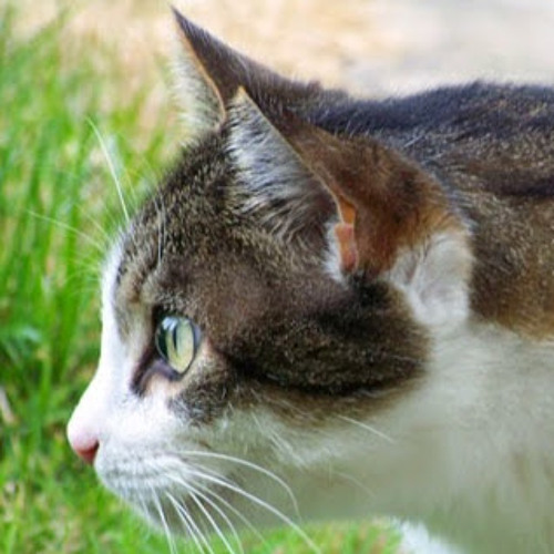 Stream Peter Feerick | Listen to Public Hearing - Community Affairs ...