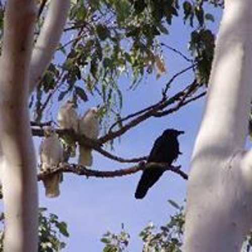 Stream episode All Of Us Are Made Of Sky by Saskia Scott podcast ...