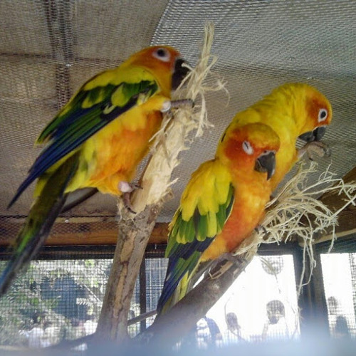 Stream Wafou 1993 Issaad music | Listen to songs, albums, playlists for ...