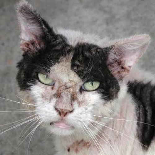 Stream AHH AHH Ooo Ooo by Greasy Cat | Listen online for free on SoundCloud