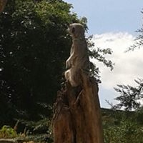 Stream Callum Mathew Hobson music | Listen to songs, albums, playlists ...