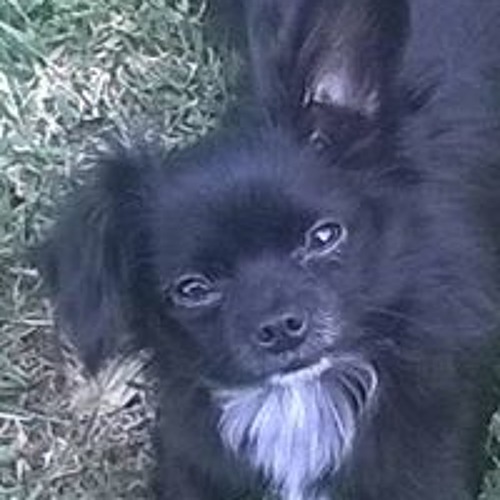 Stream Kristin Irene Beard music | Listen to songs, albums, playlists ...