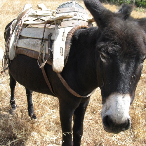 Stream Happy Birthday by FRANK RUNDLE | Listen online for free on ...