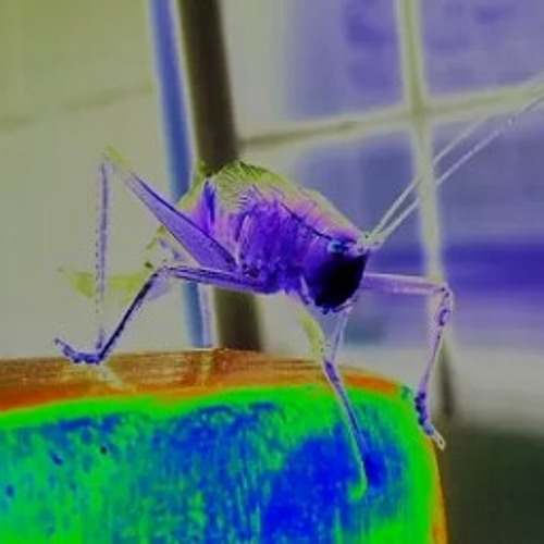 Stream Jeremiah Rodgers music | Listen to songs, albums, playlists for ...