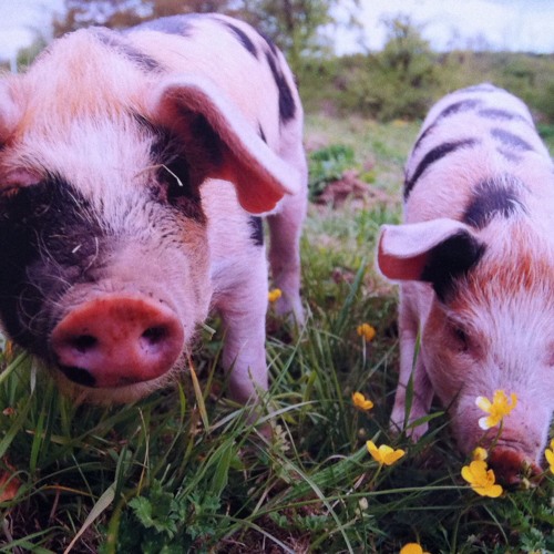 Stream Eloise Tizard music | Listen to songs, albums, playlists for ...