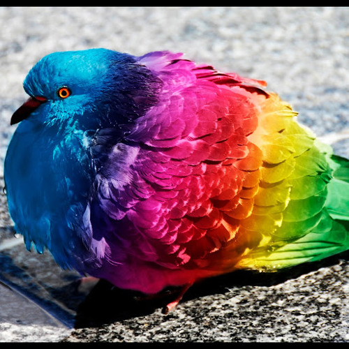 Stream Rainbow Pigeon music | Listen to songs, albums, playlists for ...