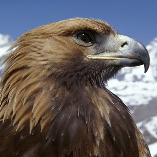 Stream Concrete (Spongebob's Bikini Speech Edit) by Matthew Besley ...