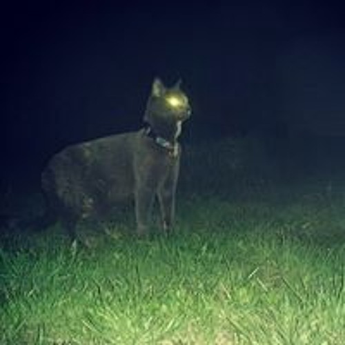 Stream Ross Burkholder music | Listen to songs, albums, playlists for ...