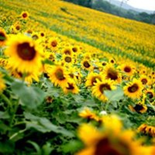 Stream Misty Haney music | Listen to songs, albums, playlists for free ...