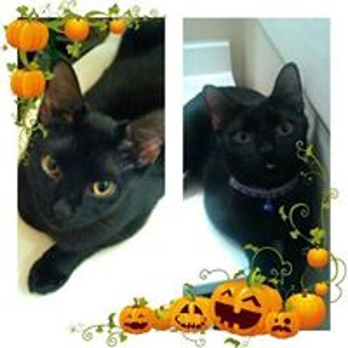 Stream Sophia Gholson | Listen to rolly with a dab of ranch playlist ...