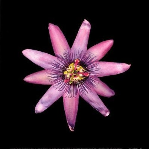 Stream Lina Ghanem music | Listen to songs, albums, playlists for free ...