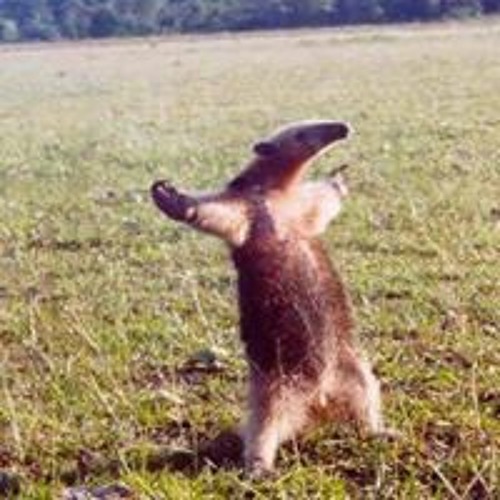 Stream Amir Musa music | Listen to songs, albums, playlists for free on ...