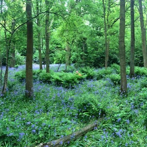 Stream Theophilus-Bevis music | Listen to songs, albums, playlists for ...