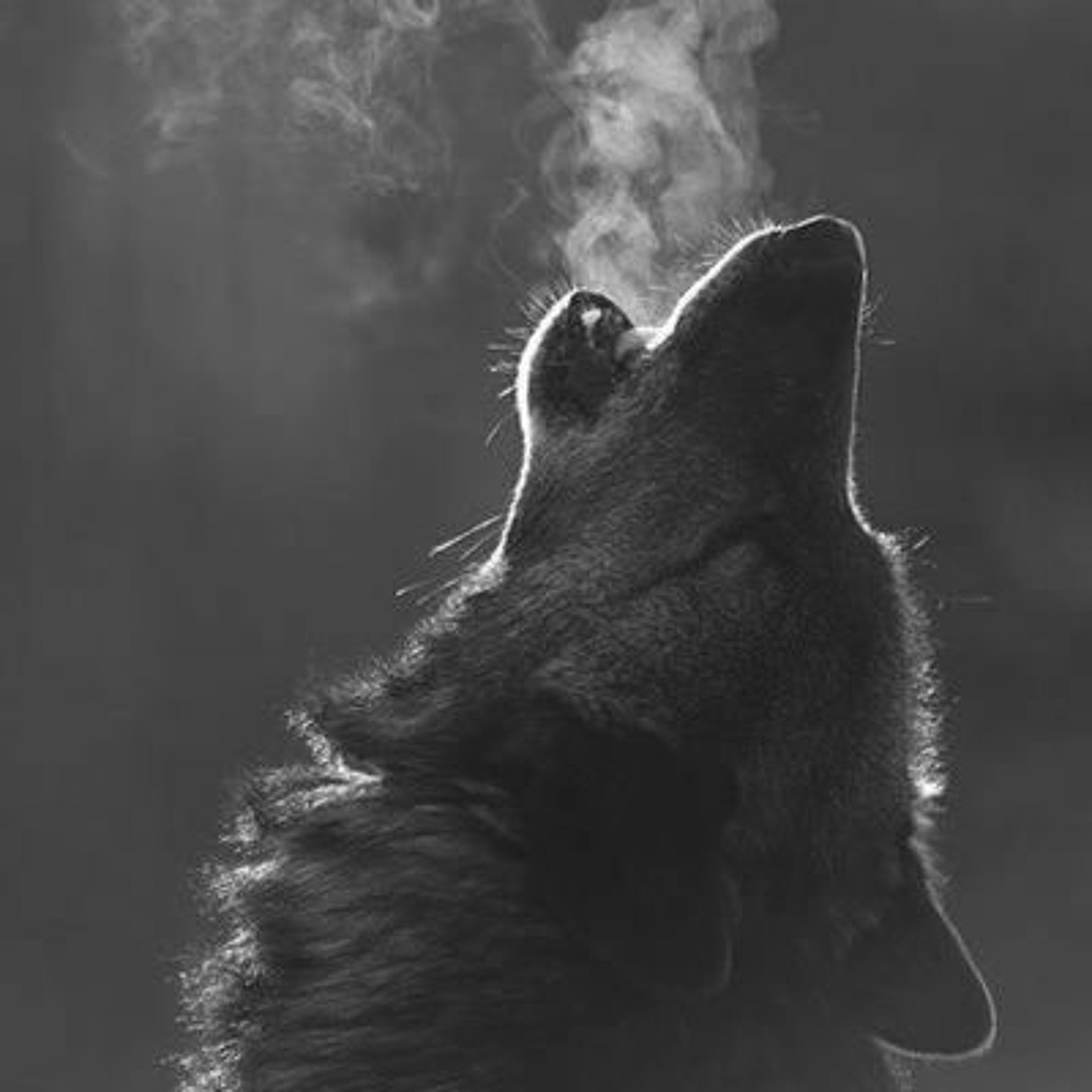 Stream sgdgd music | Listen to songs, albums, playlists for free on ...