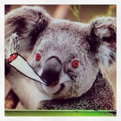 Stoned Koala