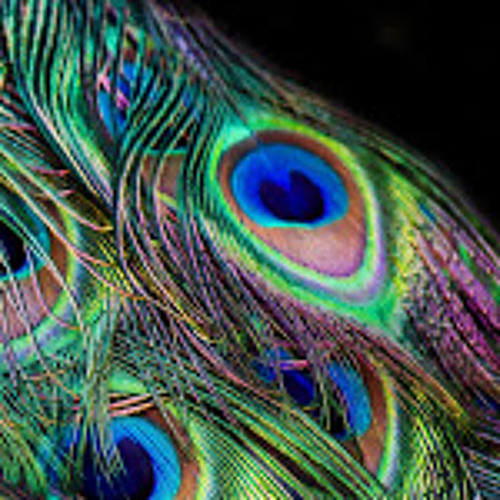 Stream Gypsy Shaw music | Listen to songs, albums, playlists for free ...