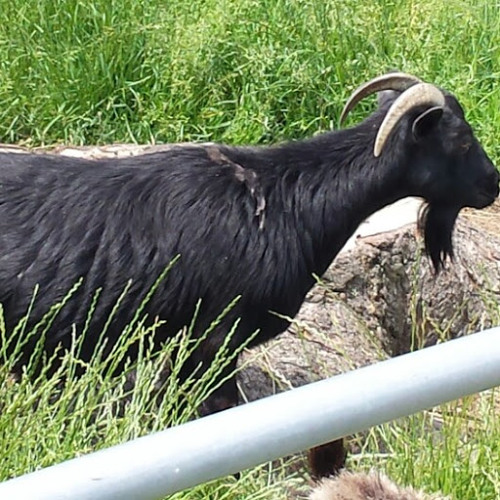 Stream Naod abraham Naod abraham music | Listen to songs, albums ...