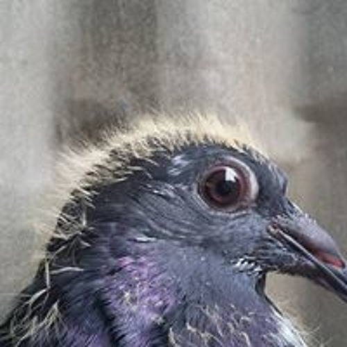 Stream peter pandesal bread music | Listen to songs, albums, playlists ...