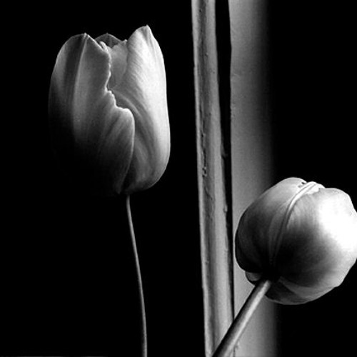 Stream Reka Sarosi music | Listen to songs, albums, playlists for free ...