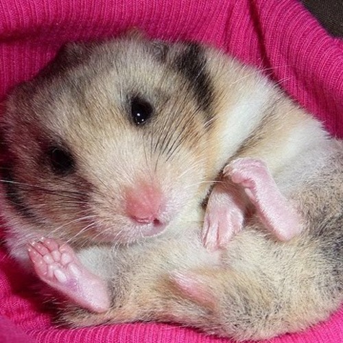 Stream Madison Bergman music | Listen to songs, albums, playlists for ...