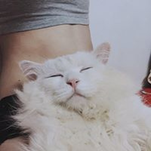 Stream Meo Dien music | Listen to songs, albums, playlists for free on ...