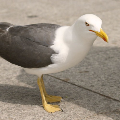 Stream Charlie Tozer music | Listen to songs, albums, playlists for ...