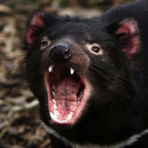 Stream diablo DrO music | Listen to songs, albums, playlists for free ...