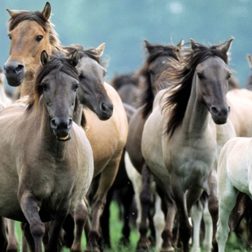 Stream Black Trail Riders music | Listen to songs, albums, playlists ...