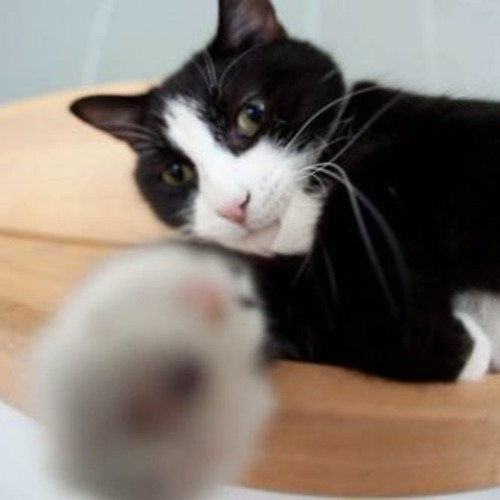 Stream Professor Meowingtons pHD music | Listen to songs, albums, playlists for free on SoundCloud