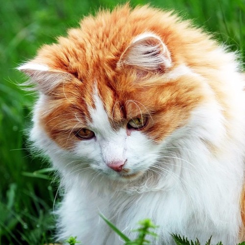 Stream CAT music | Listen to songs, albums, playlists for free on ...
