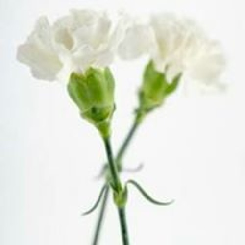 Stream Irma Chacon Paredes music | Listen to songs, albums, playlists ...