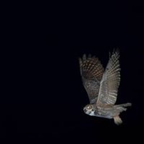 Stream Owen Rafferty | Listen to radiohead playlist online for free on ...