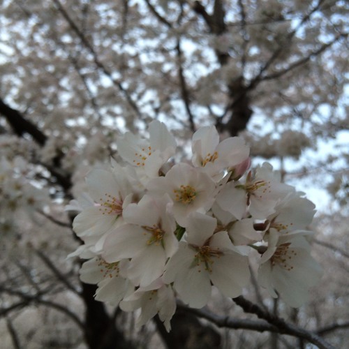 Stream jackaroni_and_cheese music | Listen to songs, albums, playlists ...