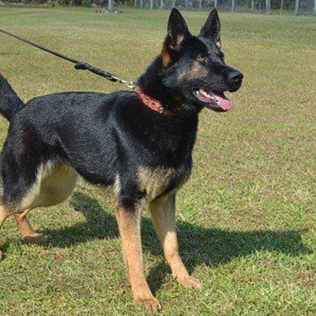 Stream Police Dogs For Sale by trained police dogs for sale | Listen ...