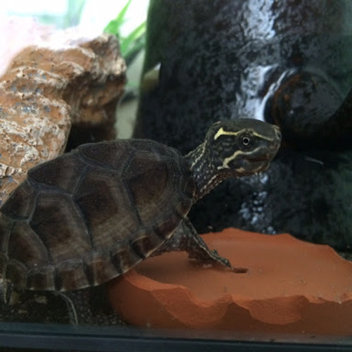 Stream yuji mizoguchi music | Listen to songs, albums, playlists for ...