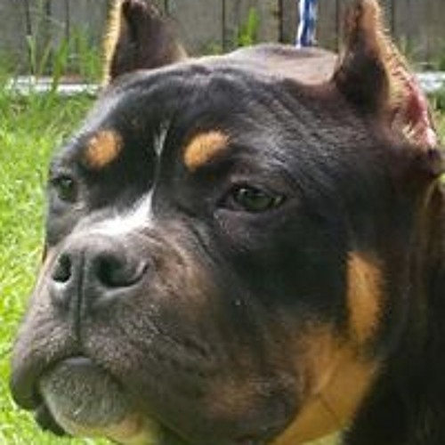 Stream Owen Pascal Willis music | Listen to songs, albums, playlists ...