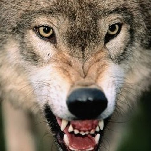 Stream Kral Kurt music | Listen to songs, albums, playlists for free on ...