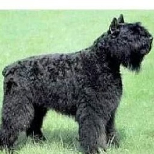 Stream Charles Scott Jr music | Listen to songs, albums, playlists for ...