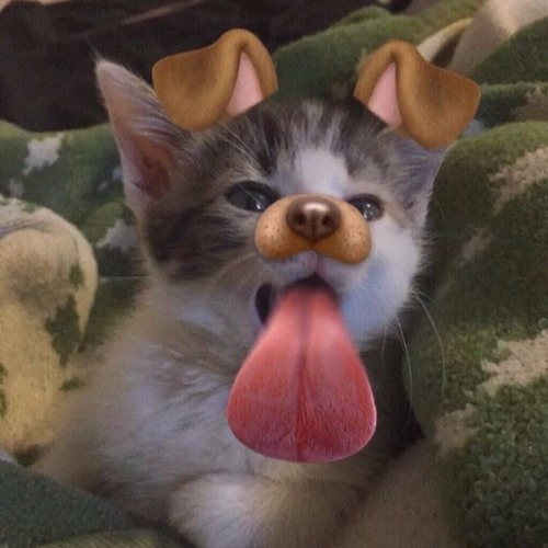 Stream Alicia Puitiza music | Listen to songs, albums, playlists for ...