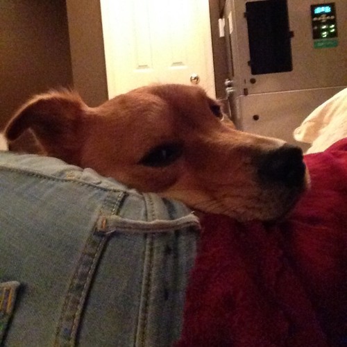 Stream bird memo by stephanie scorgie | Listen online for free on ...