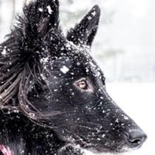 Stream Noah Matthew Poling music | Listen to songs, albums, playlists ...