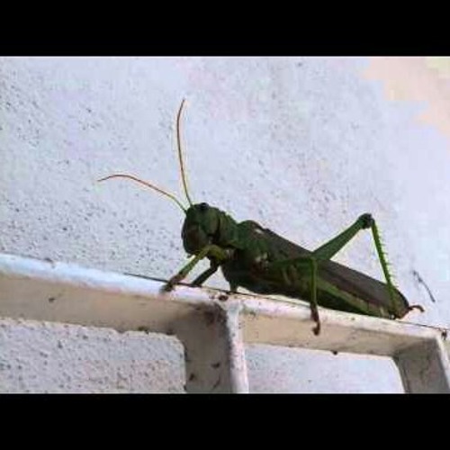 Stream GrIlO GiGaNtE music | Listen to songs, albums, playlists for ...