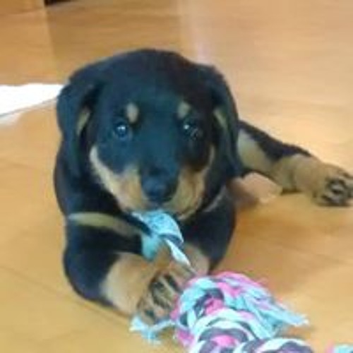 Stream Caro Ti Bazou Pout music | Listen to songs, albums, playlists ...