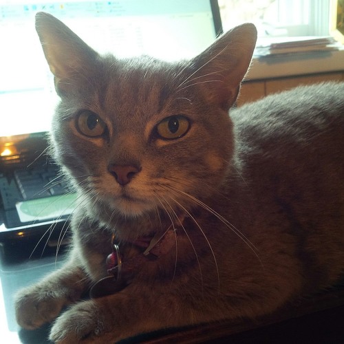 Stream mistykitty music | Listen to songs, albums, playlists for free ...