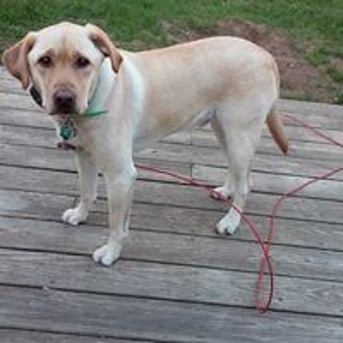 Stream Carol Robb Rohde music | Listen to songs, albums, playlists for ...