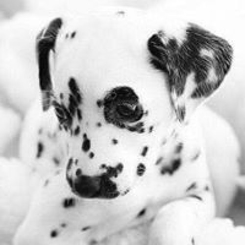 Stream Sarah Saltzman music | Listen to songs, albums, playlists for ...